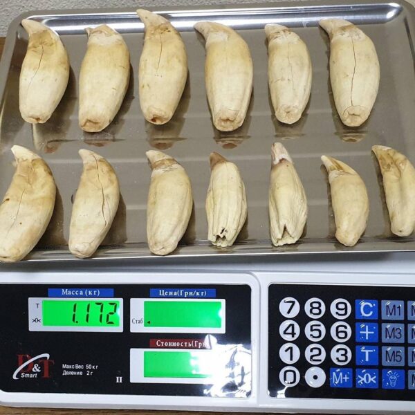 Killer whale teeth (Orca teeth) special package - Quality Mammoth Ivory