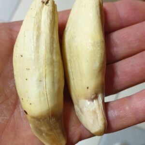 Killer whale teeth (Orca teeth) special package - Quality Mammoth Ivory