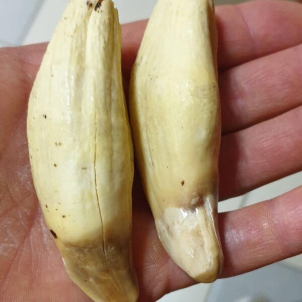 Killer whale teeth (Orca teeth) special package - Quality Mammoth Ivory