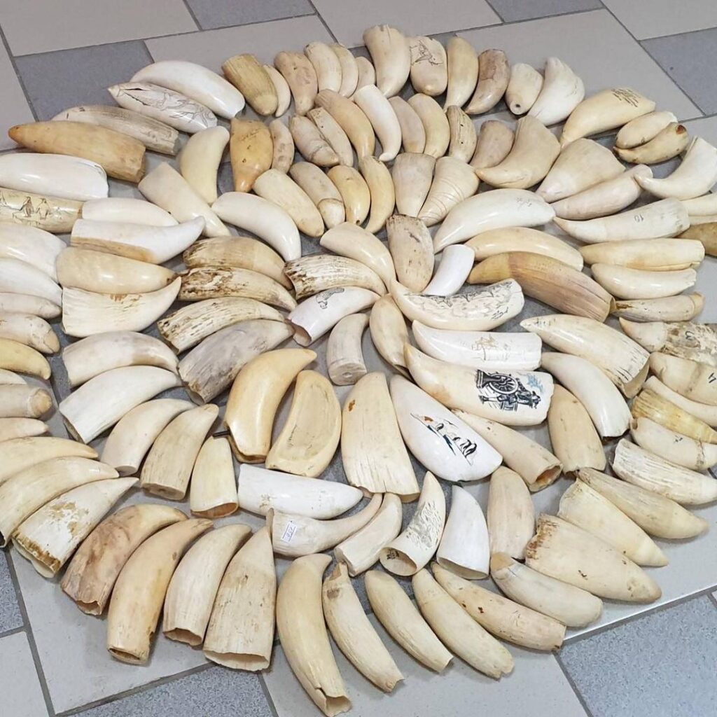 Home - Quality Mammoth Ivory