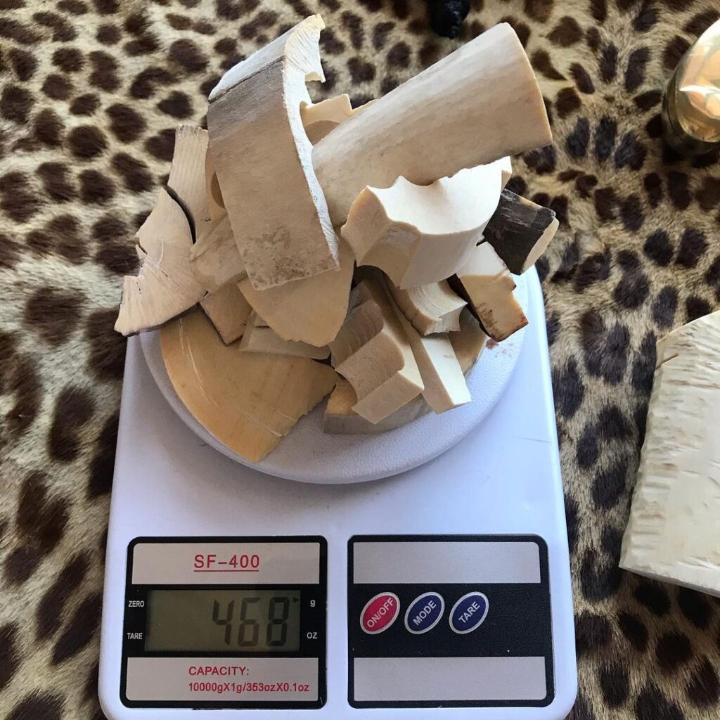 Mammoth ivory materials for making jewelry - Quality Mammoth Ivory