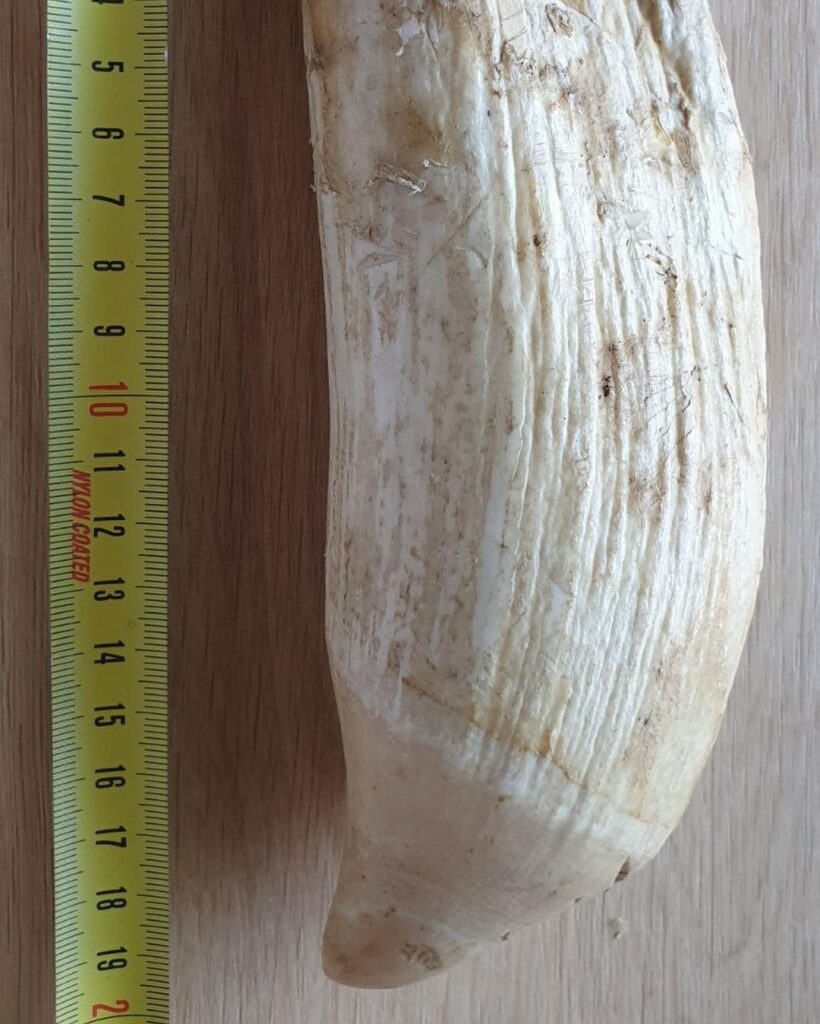 Sperm whale tooth - Quality Mammoth Ivory