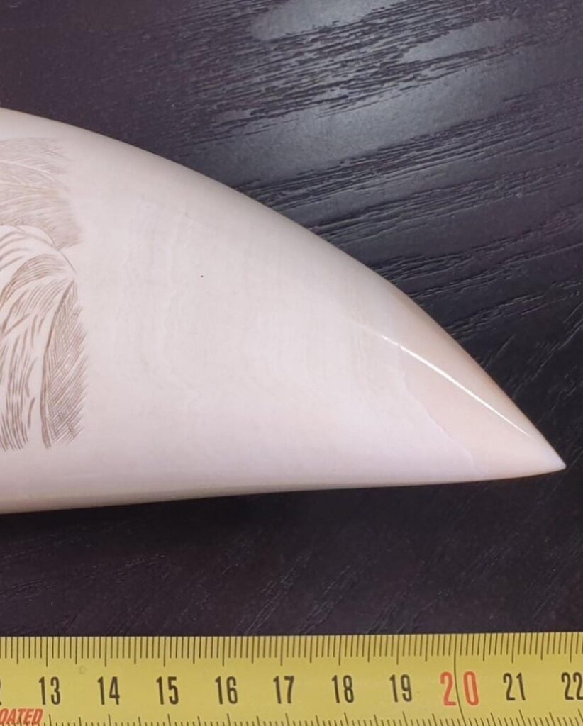 Sperm Whale tooth (scrimshaw) - Quality Mammoth Ivory