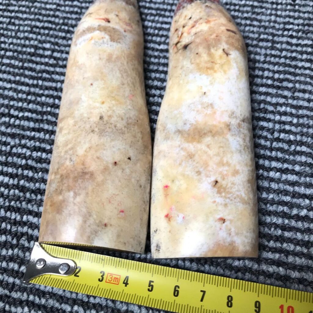 Stabilized walrus oosik bone - Quality Mammoth Ivory
