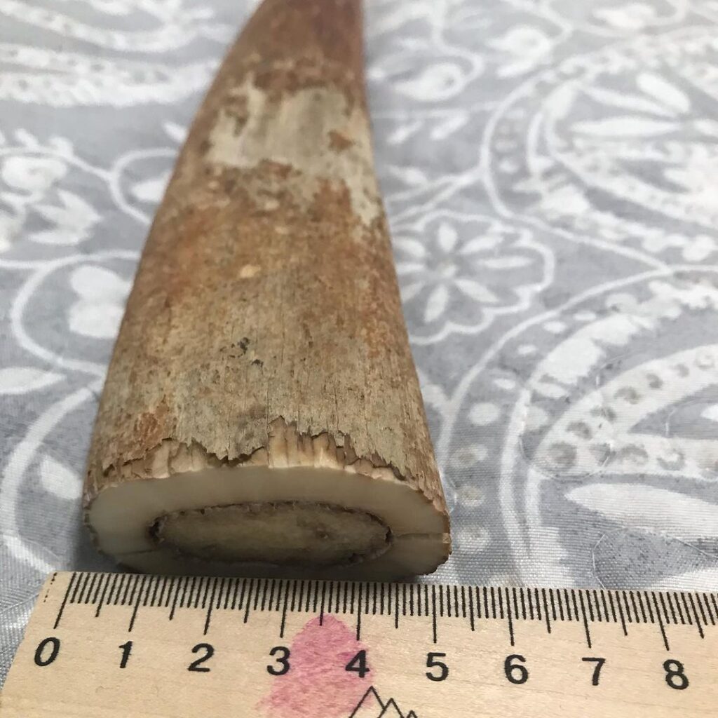 Fossilized walrus tusk piece - Quality Mammoth Ivory